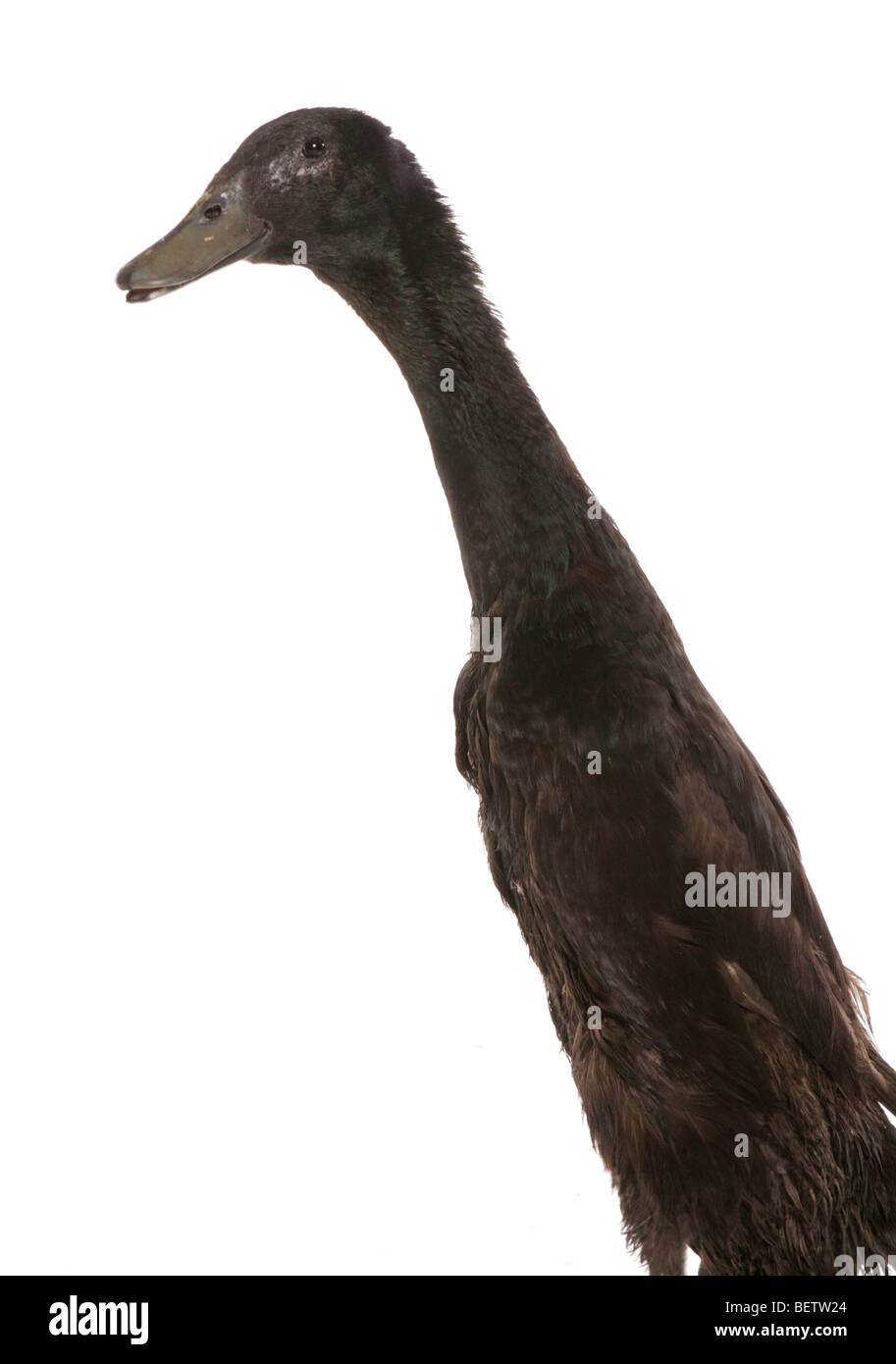 indian runner adult duck standing in a studio Stock Photo - Alamy