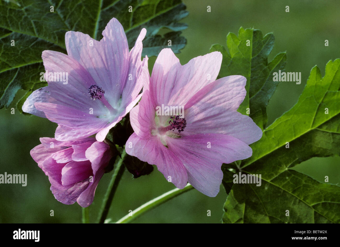 Greater musk-mallow / Hollyhock mallow (Malva alcea) in flower Stock ...