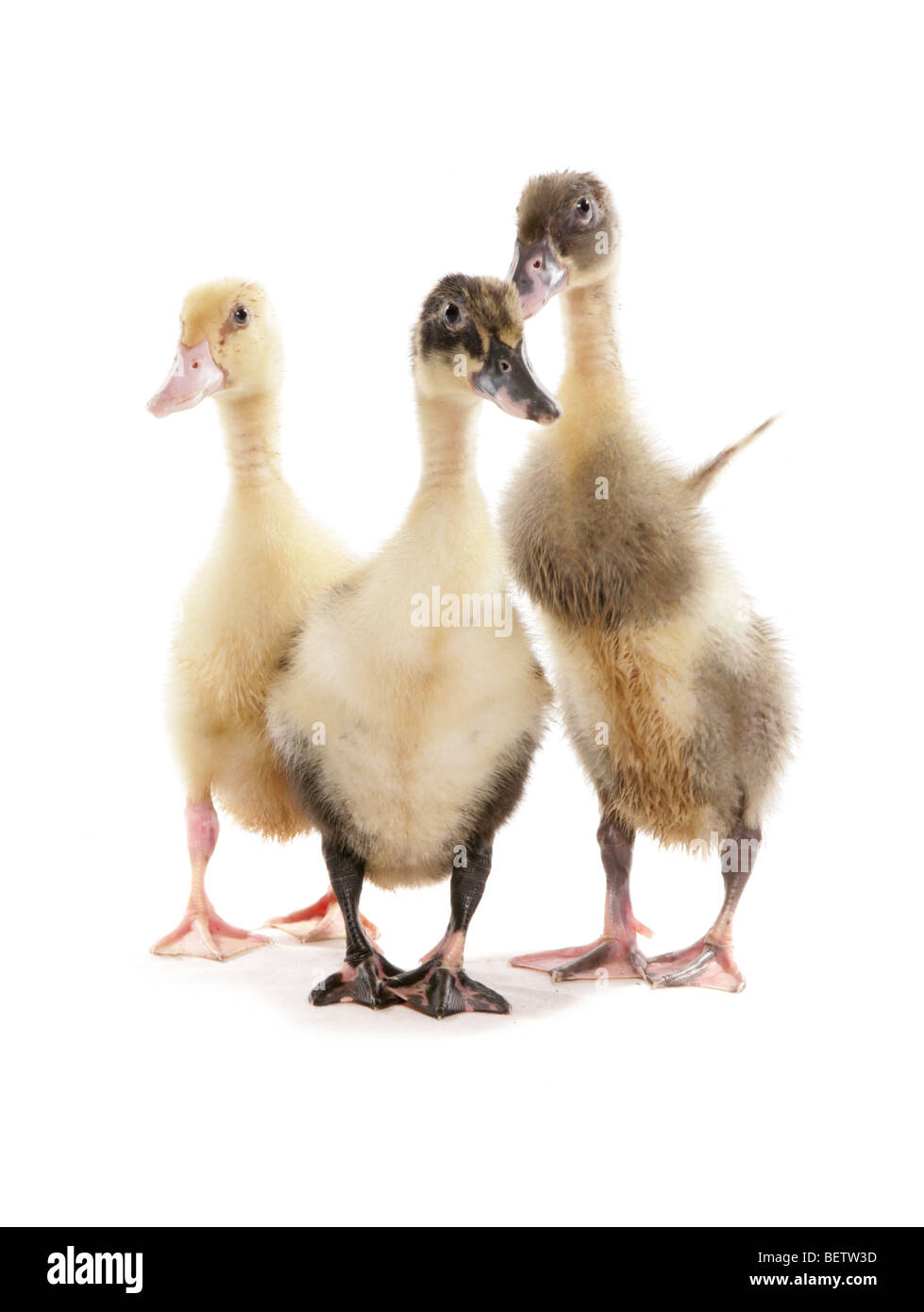 Black indian runner ducks hi-res stock photography and images - Alamy
