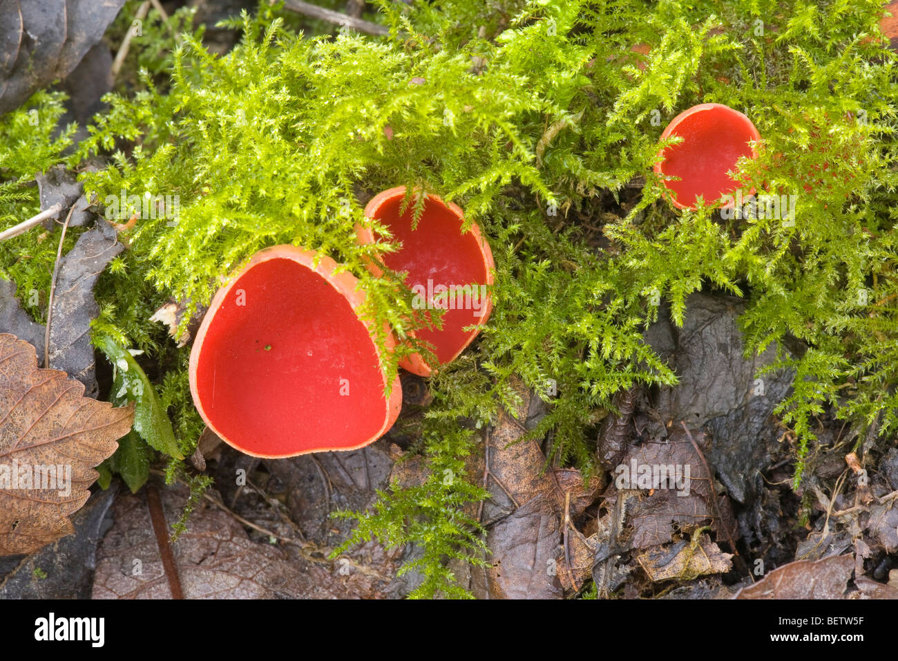 Scarlet Elf Cup Fungi High Resolution Stock Photography and Images - Alamy