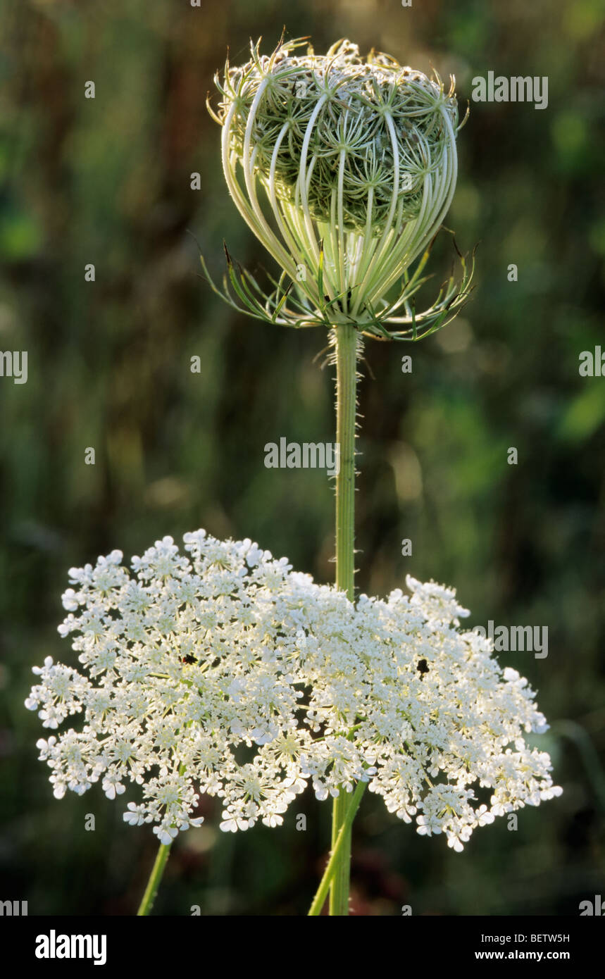 Wild carrot / Sea carrot (Daucus carota), Europe Stock Photo - Alamy
