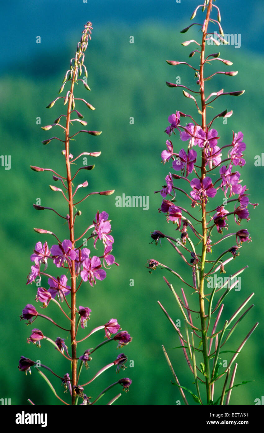 Rosebay willowherb (Chamerion angustifolium), Belgium Stock Photo - Alamy