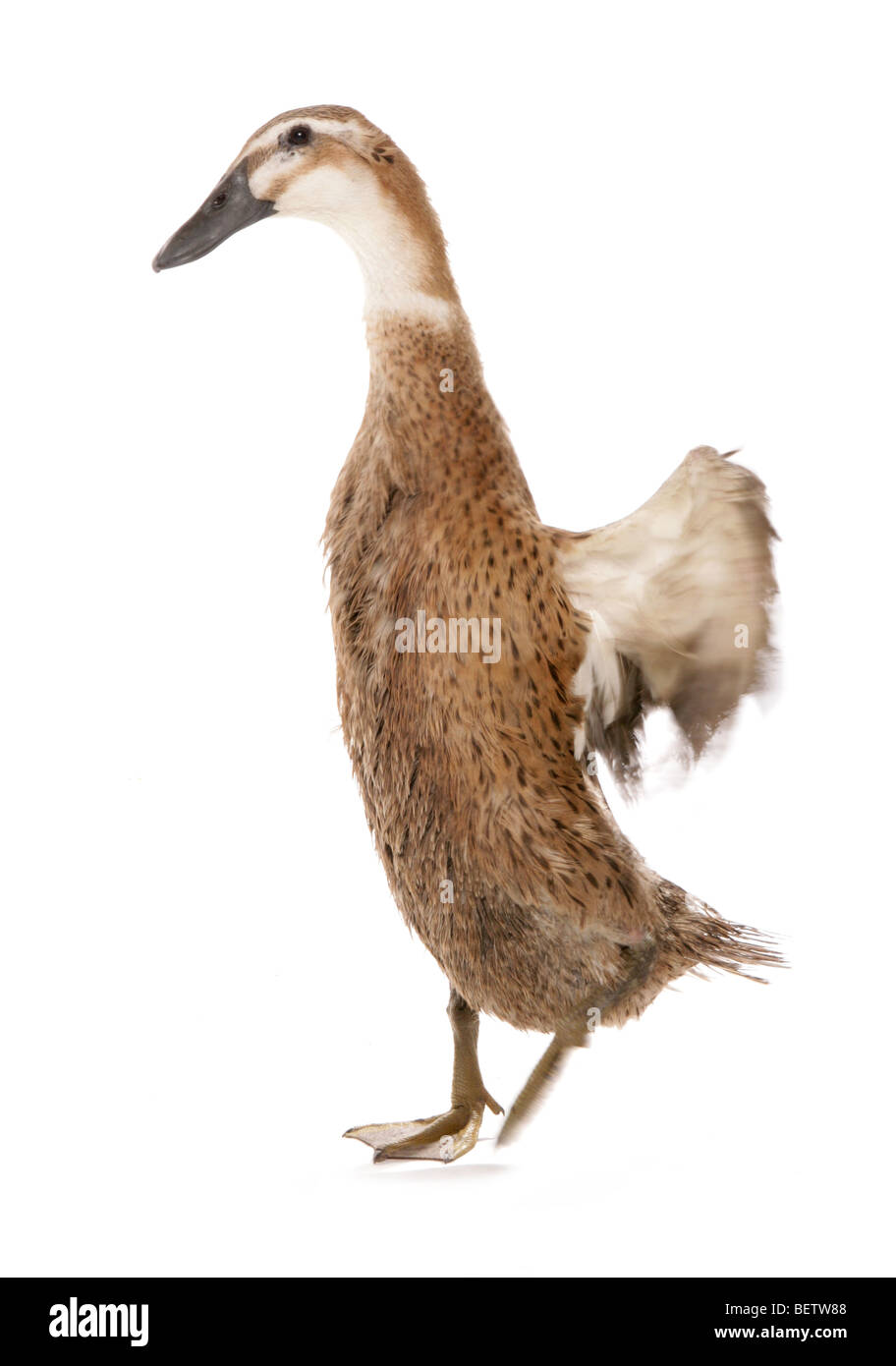 indian runner adult duck standing in a studio Stock Photo - Alamy
