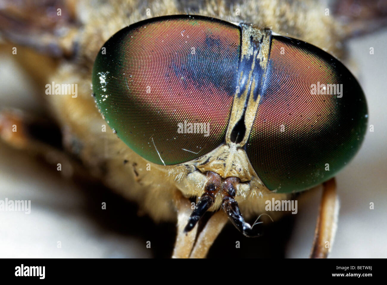Compound eyes hi-res stock photography and images - Alamy