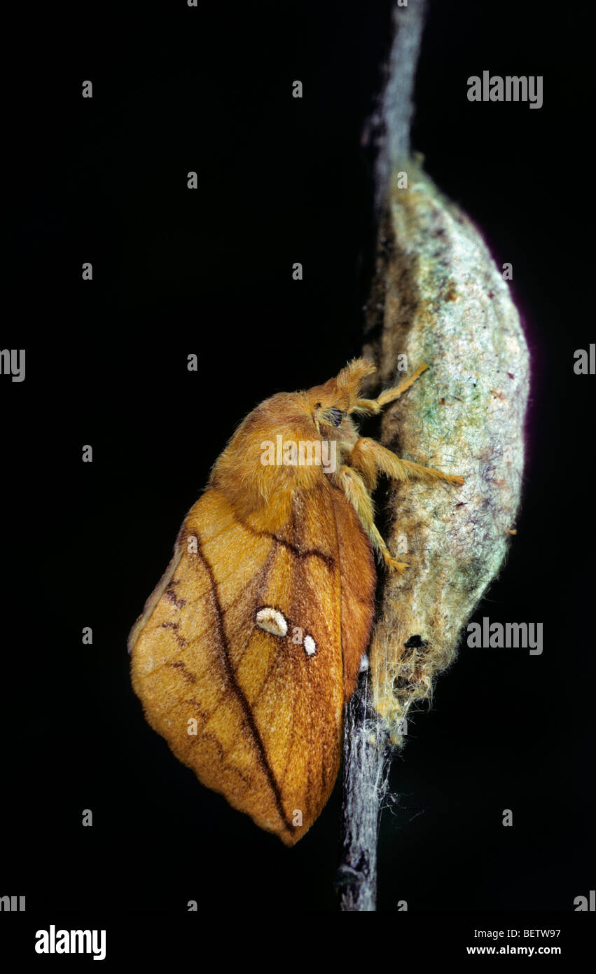 Case moth hi-res stock photography and images - Alamy