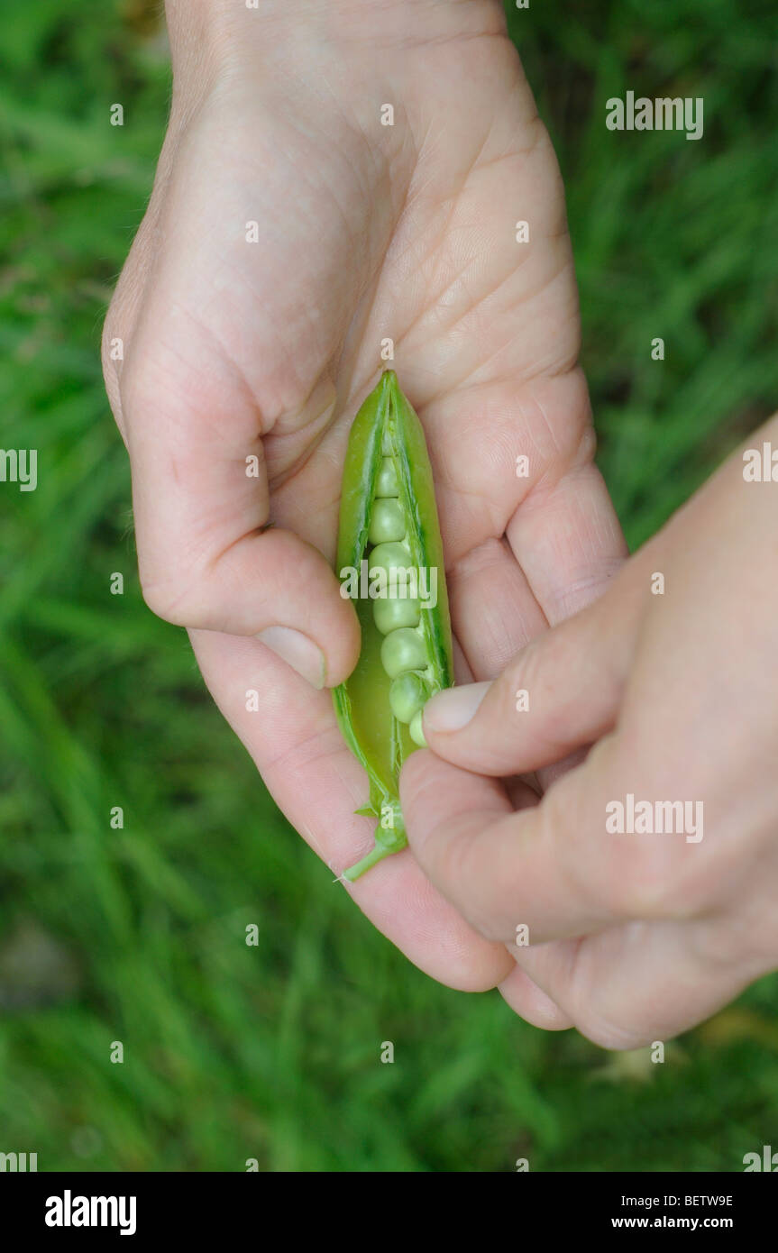Picking fresh peas straight from the pod Stock Photo - Alamy
