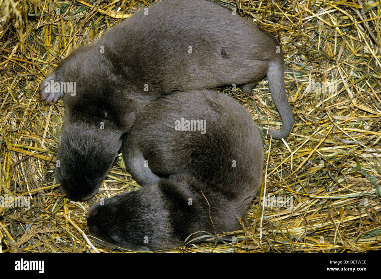 European river otter nest hi-res stock photography and images - Alamy