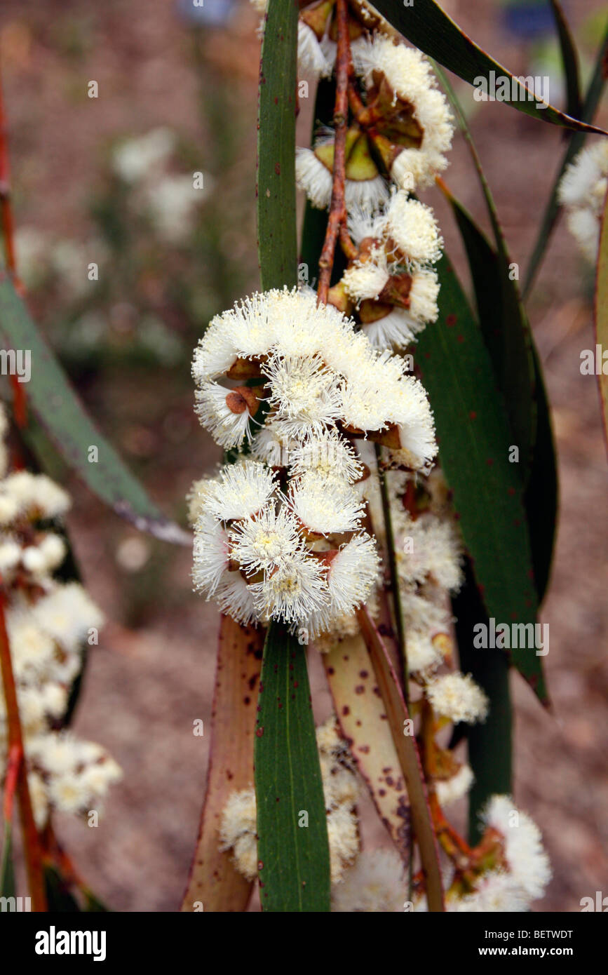 Gum flower hi-res stock photography and images - Alamy