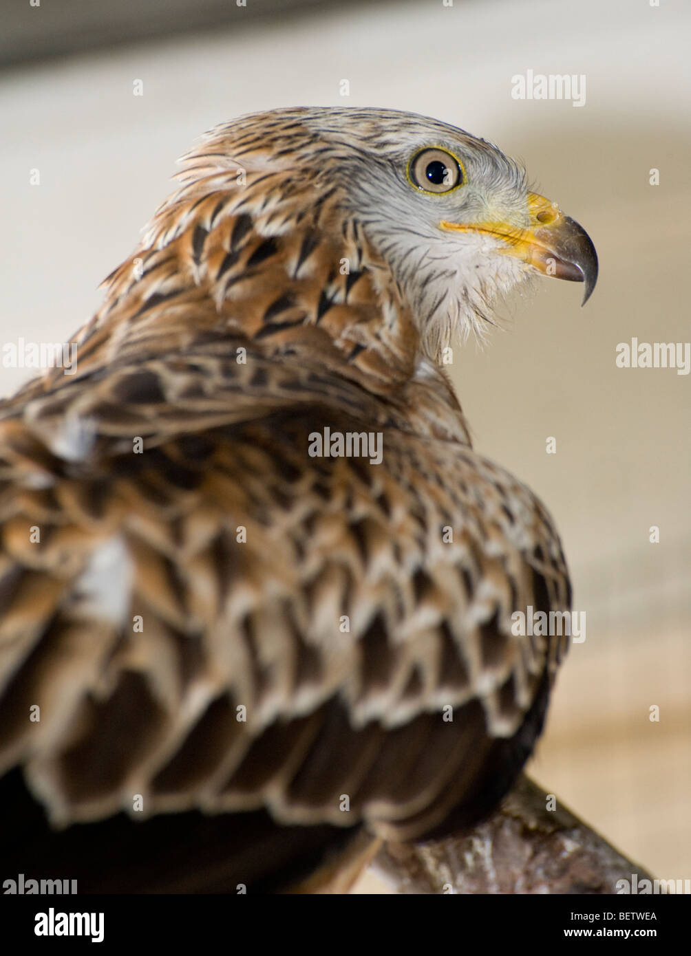 Close up of a red kite (milvus milvus) bird of prey in an animal ...