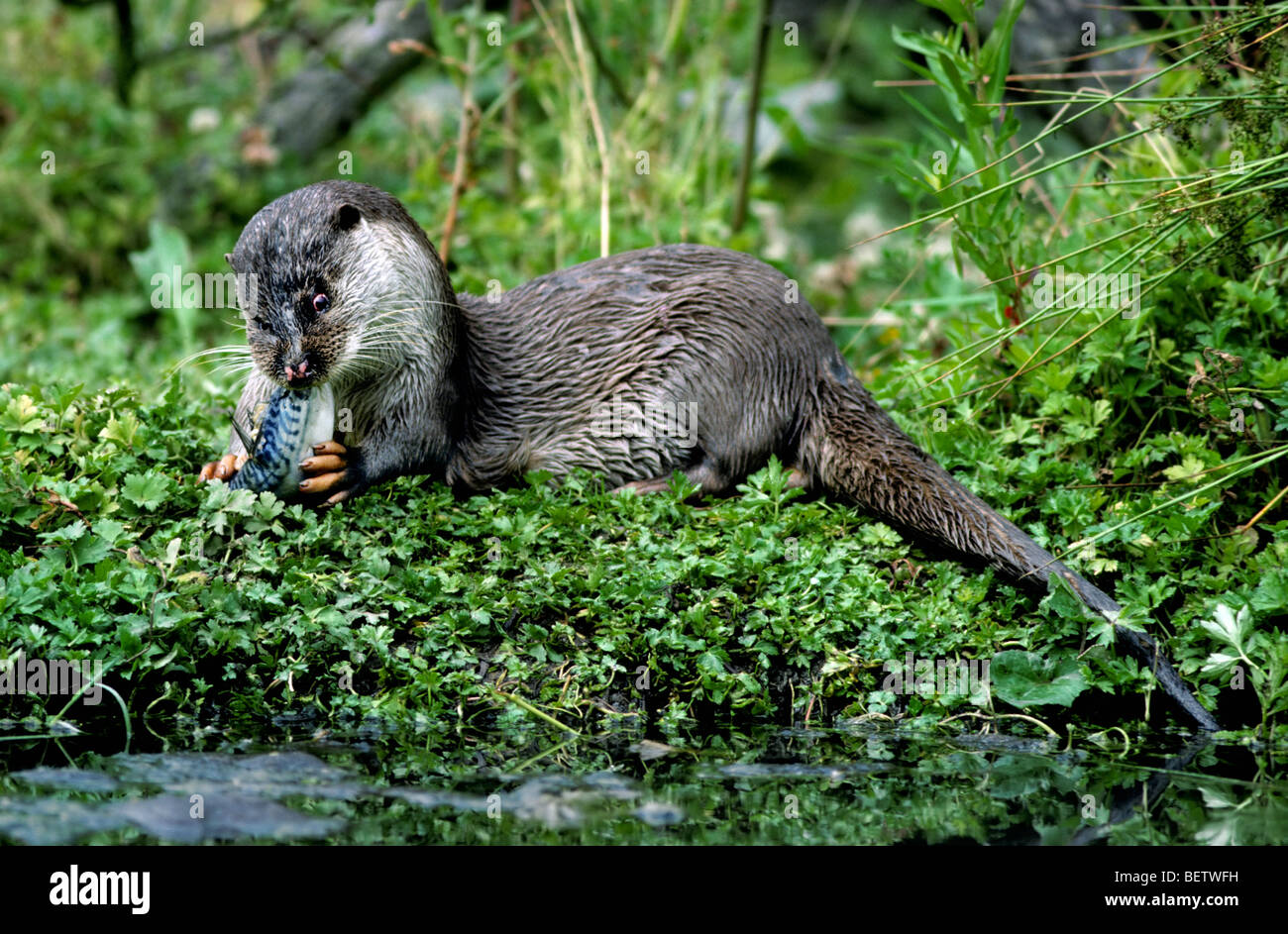 European river otter (Lutra lutra) eating fish on shore Stock Photo - Alamy
