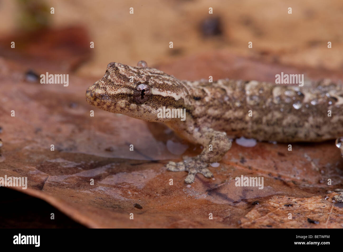 Mourning Gecko, a widespread parthenogenetic species Stock Photo - Alamy