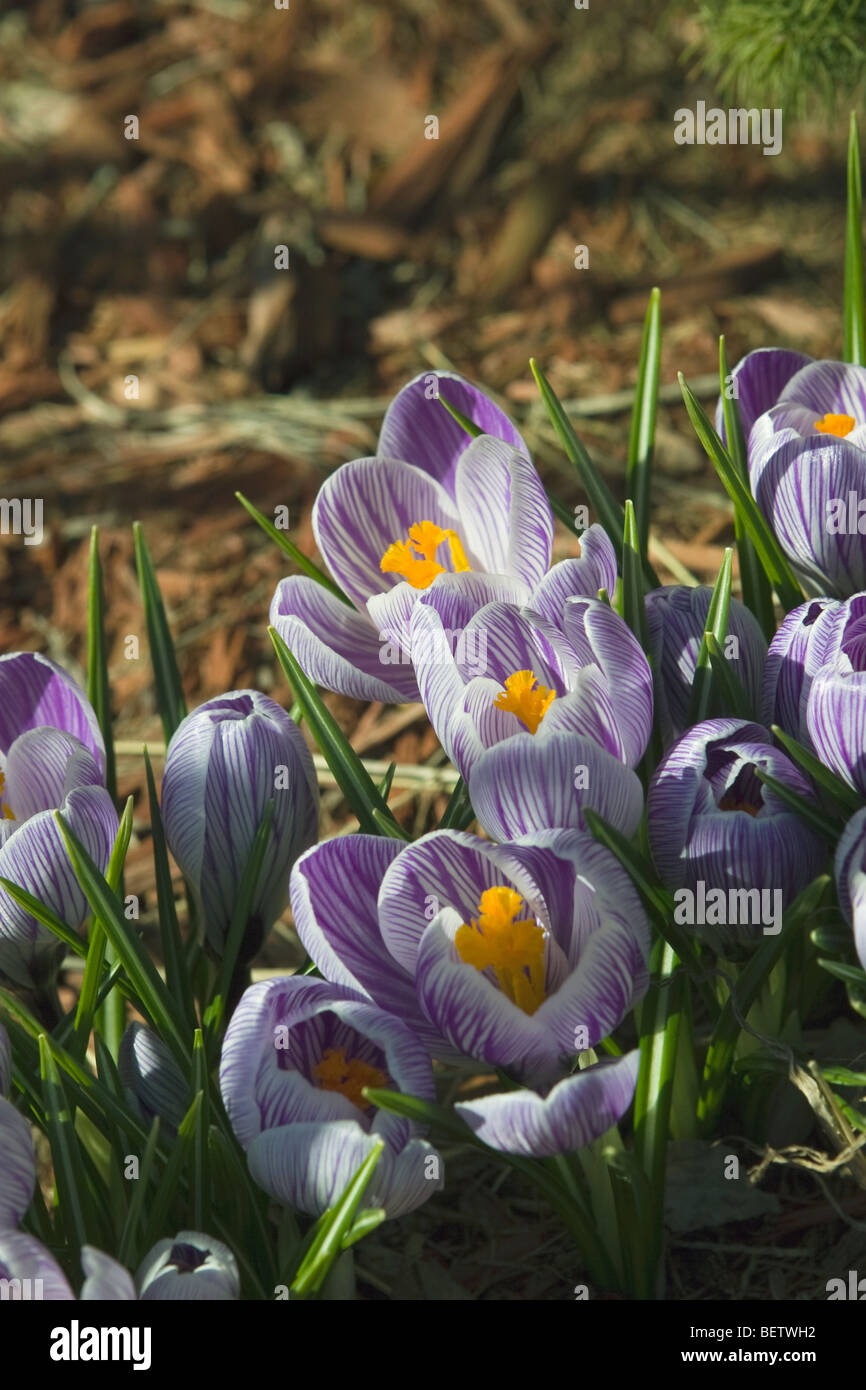 Crocus bloom in spring Stock Photo - Alamy