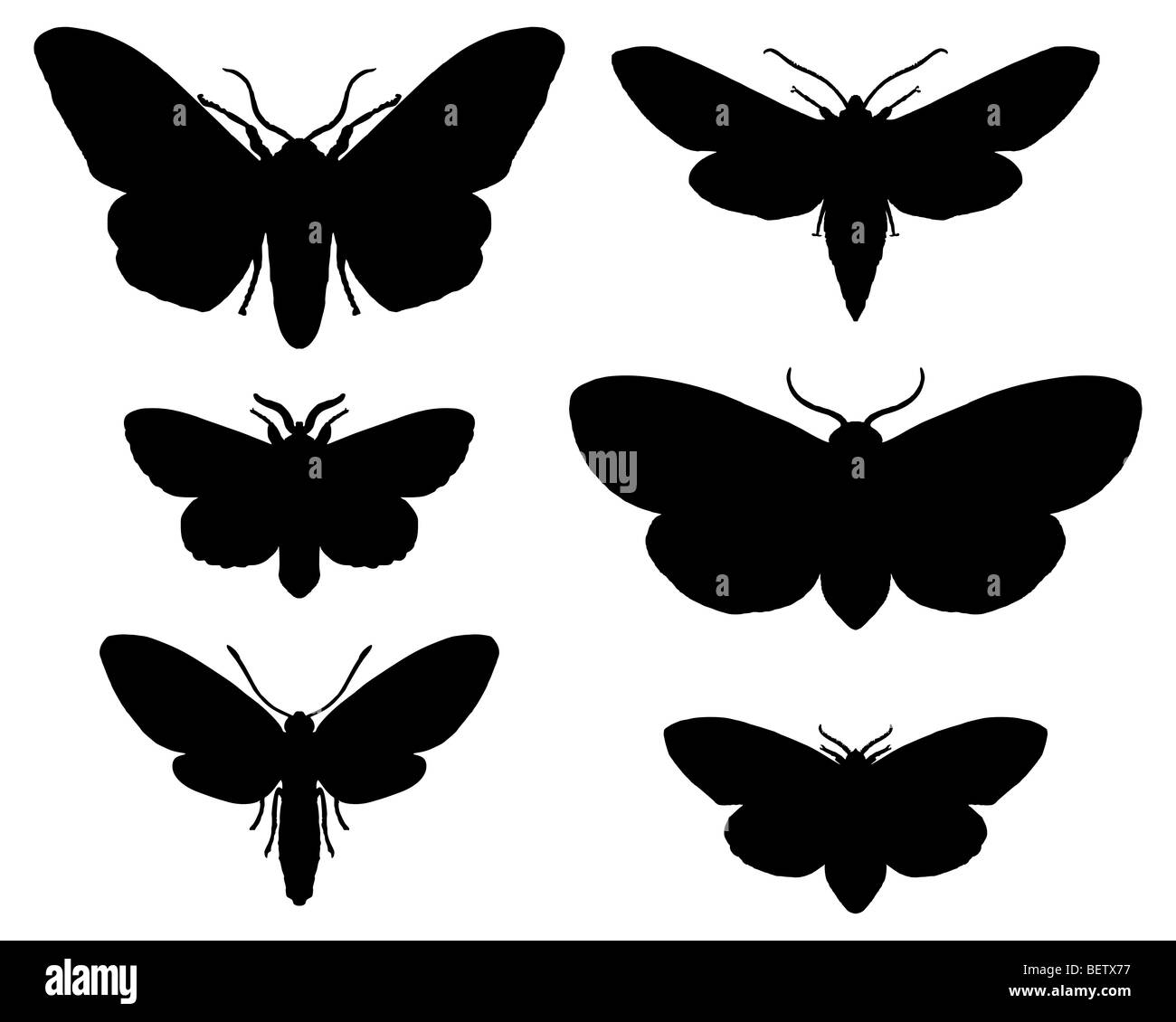 Insects moth Black and White Stock Photos & Images - Alamy