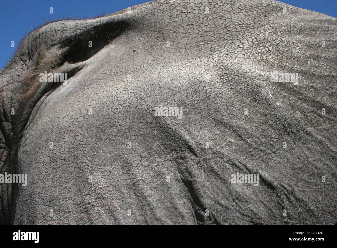 African elephant ear hi-res stock photography and images - Alamy