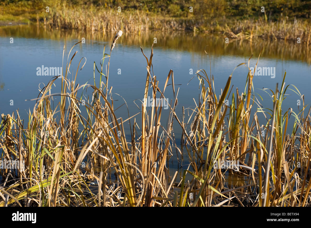 Dry cane and grass in the autumn park Stock Photo - Alamy