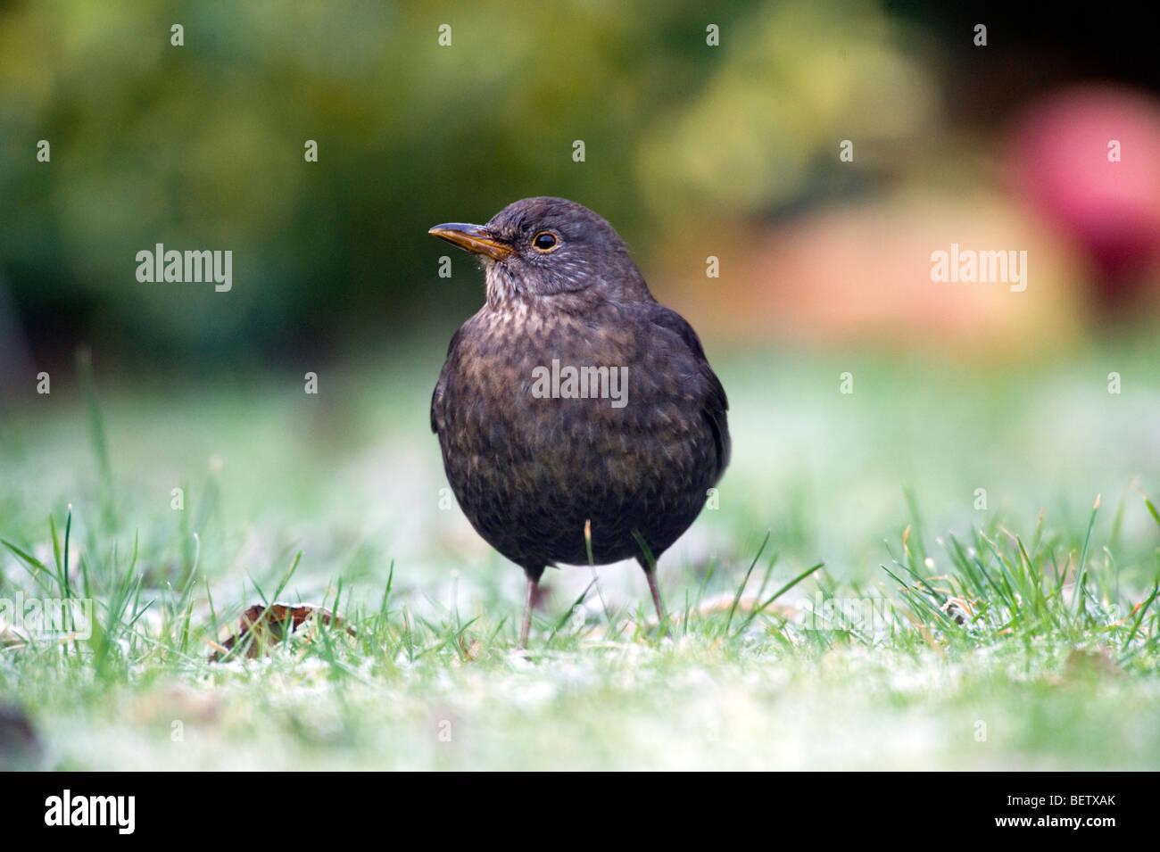 Female common blackbird on grass hi-res stock photography and images ...
