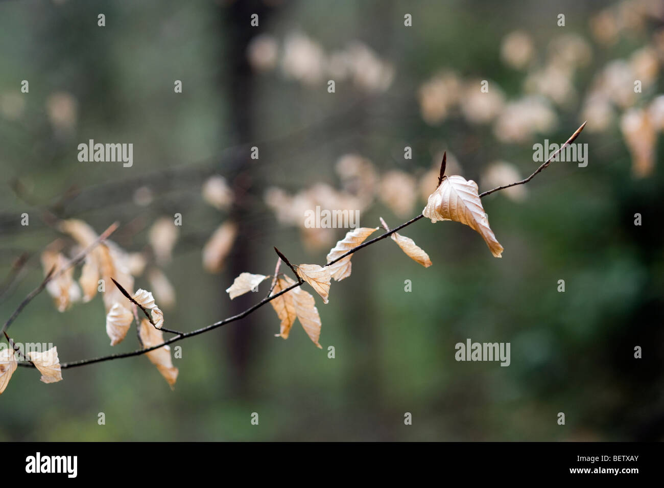 Autumnal beech tree branch (Fagus sylvatica Stock Photo - Alamy