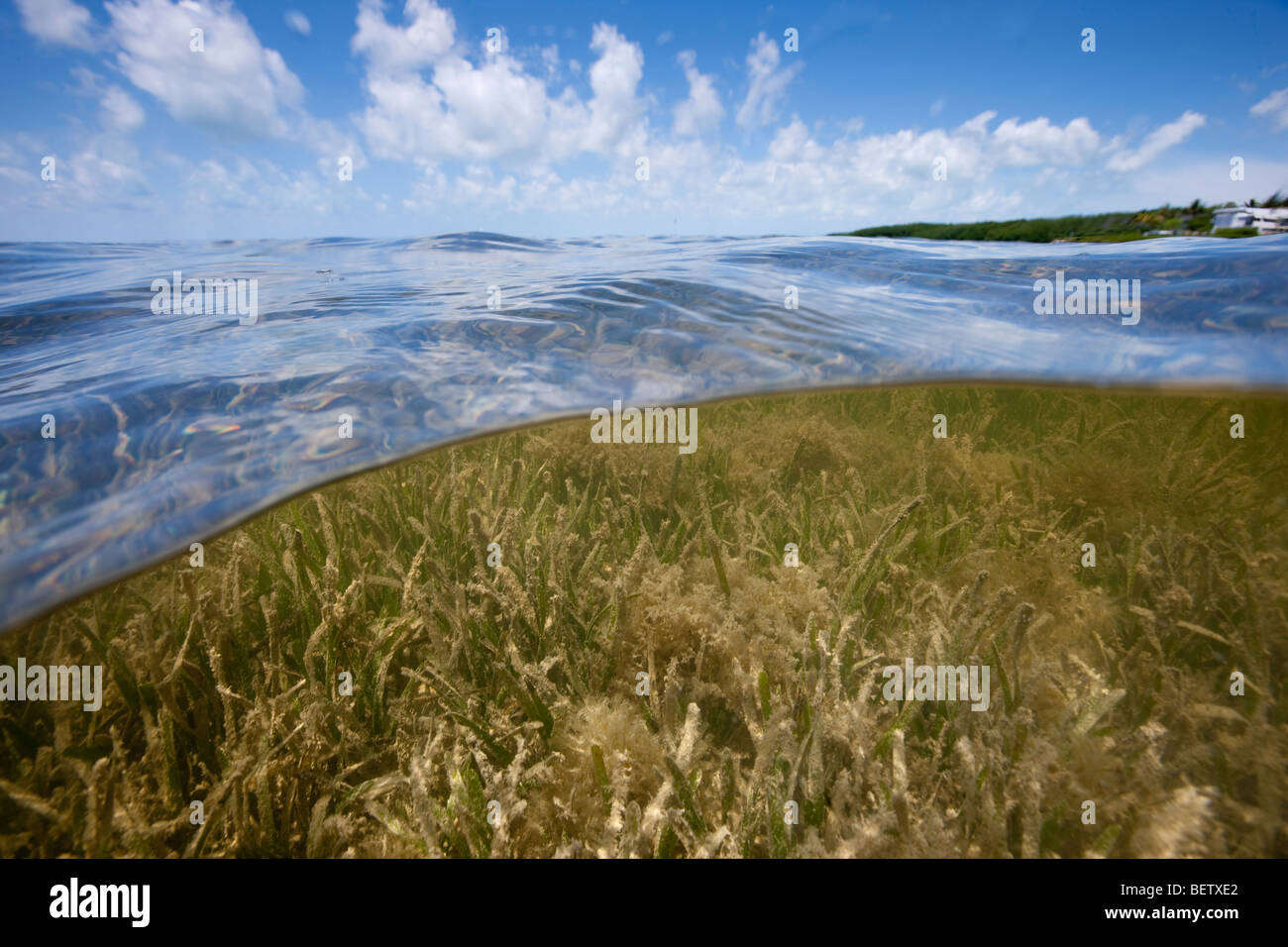 Seagrass meadow florida hi-res stock photography and images - Alamy