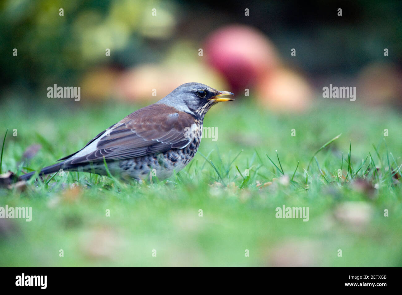 Fieldfare (Turdus pilaris) in garden with apples Stock Photo - Alamy