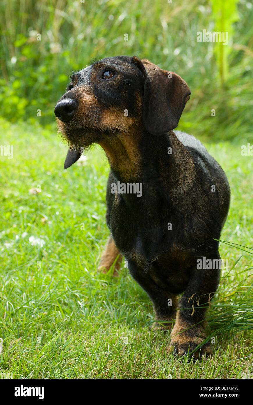 a portrait of a dachshund Stock Photo - Alamy