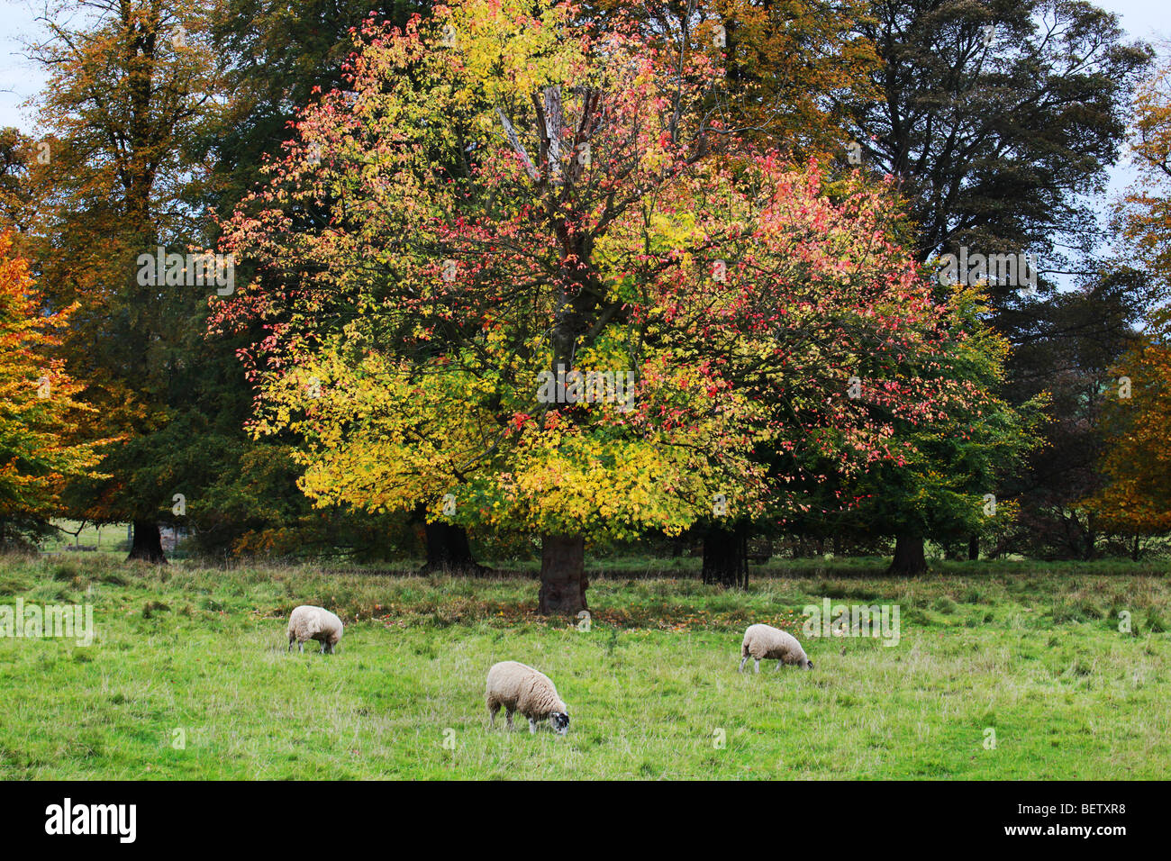 landscape of Woodland Autumn Trees at Chatsworth House Country Park in ...