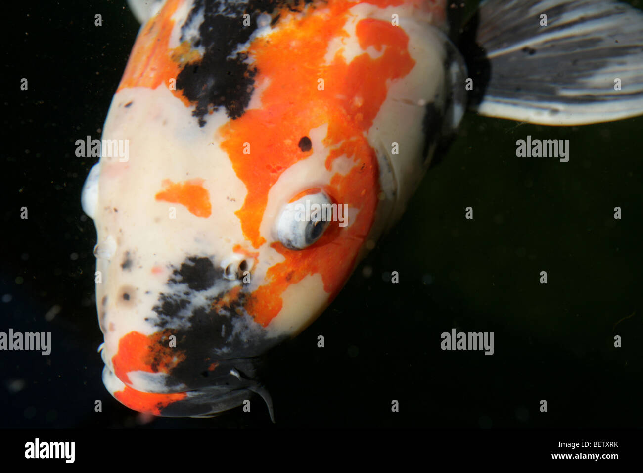 Large Japanese Koi In a pond Stock Photo - Alamy