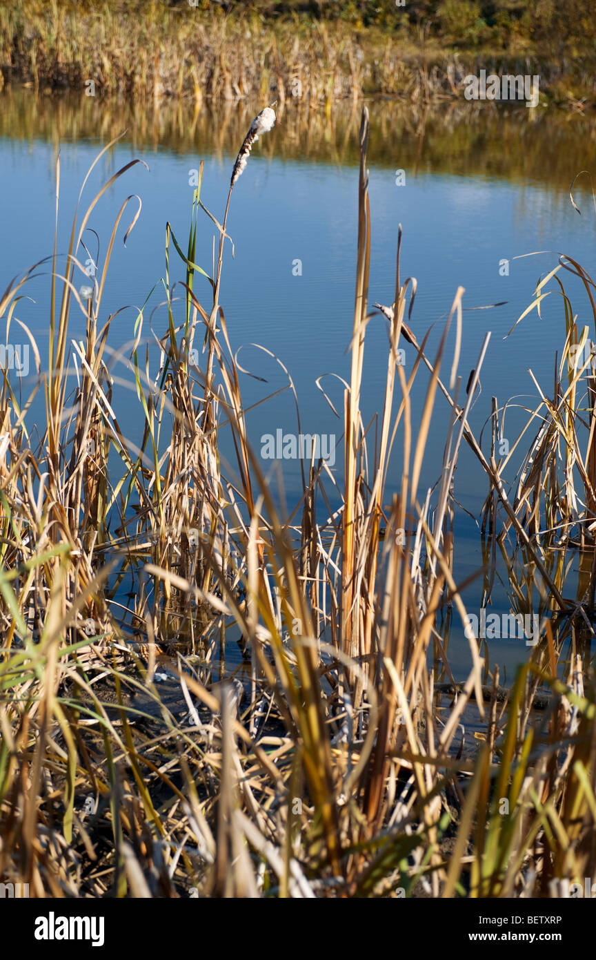 Dry cane and grass in the autumn park Stock Photo - Alamy