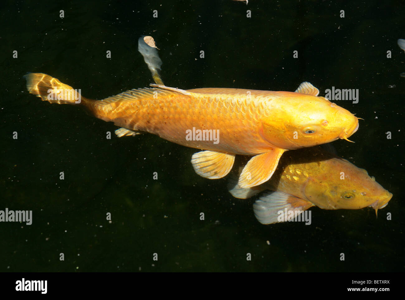 A mixture fish hi-res stock photography and images - Alamy