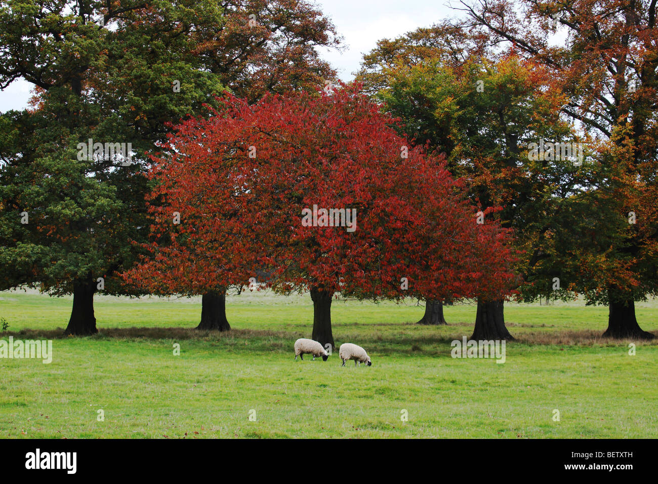 landscape of Woodland Autumn Trees at Chatsworth House Country Park in ...