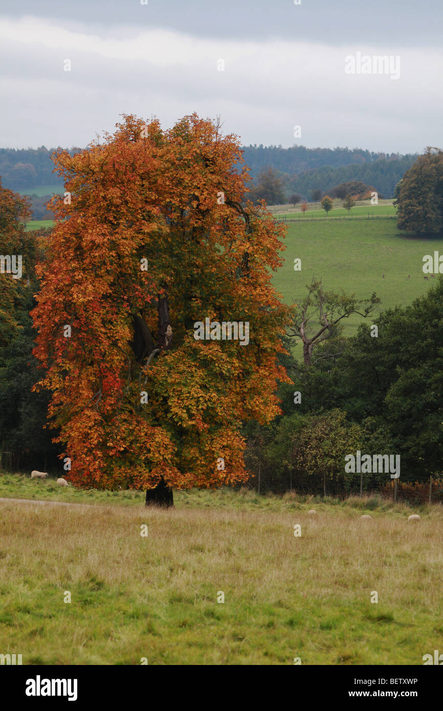 landscape of Woodland Autumn Trees at Chatsworth House Country Park in ...