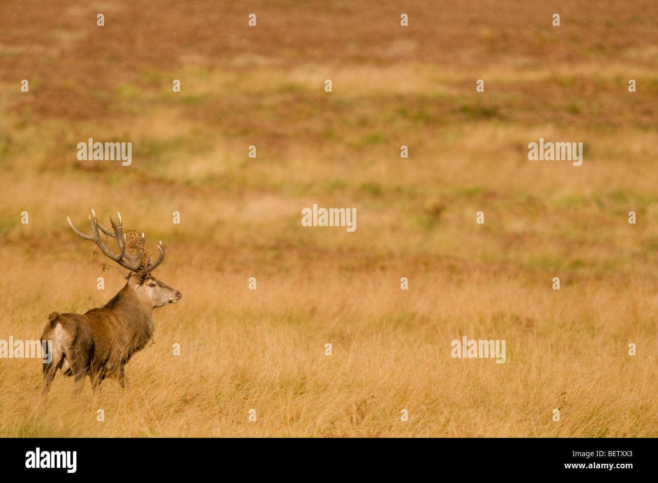 Red Deer stag landscape shot amongst bracken Stock Photo - Alamy