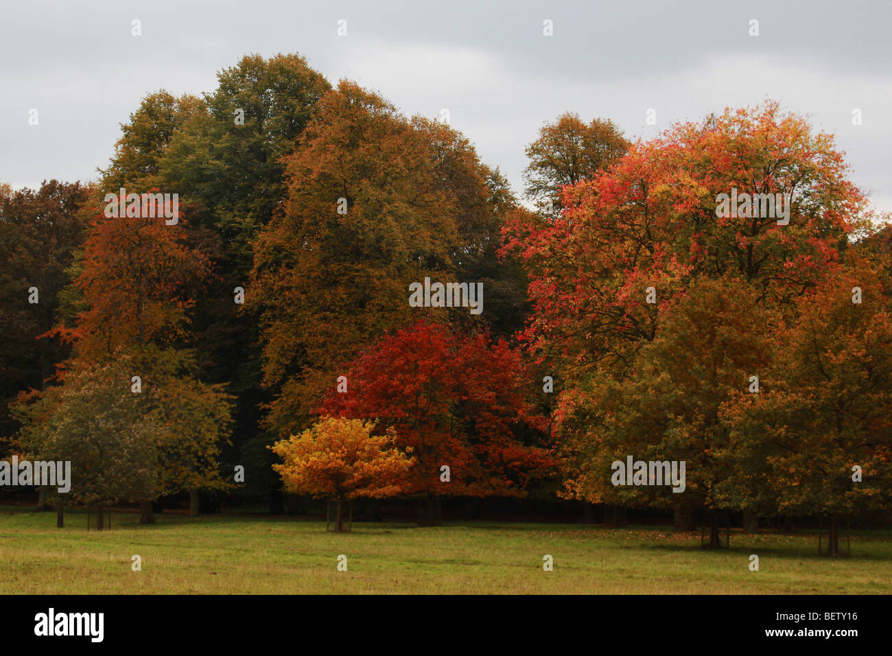 landscape of Woodland Autumn Trees at Chatsworth House Country Park in ...