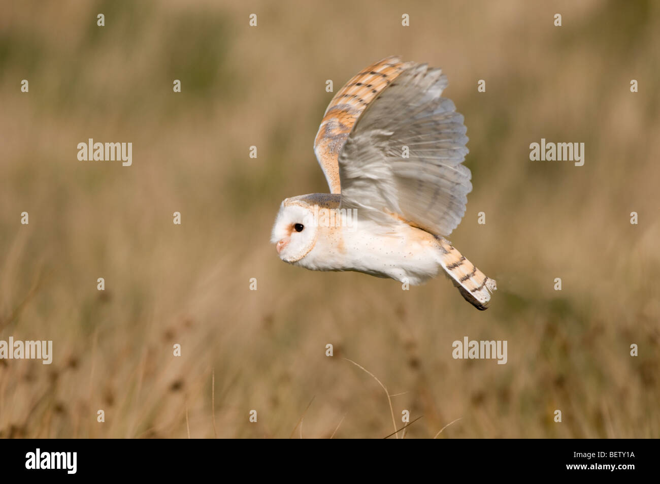 Barn Owl hunting across grassland Stock Photo - Alamy