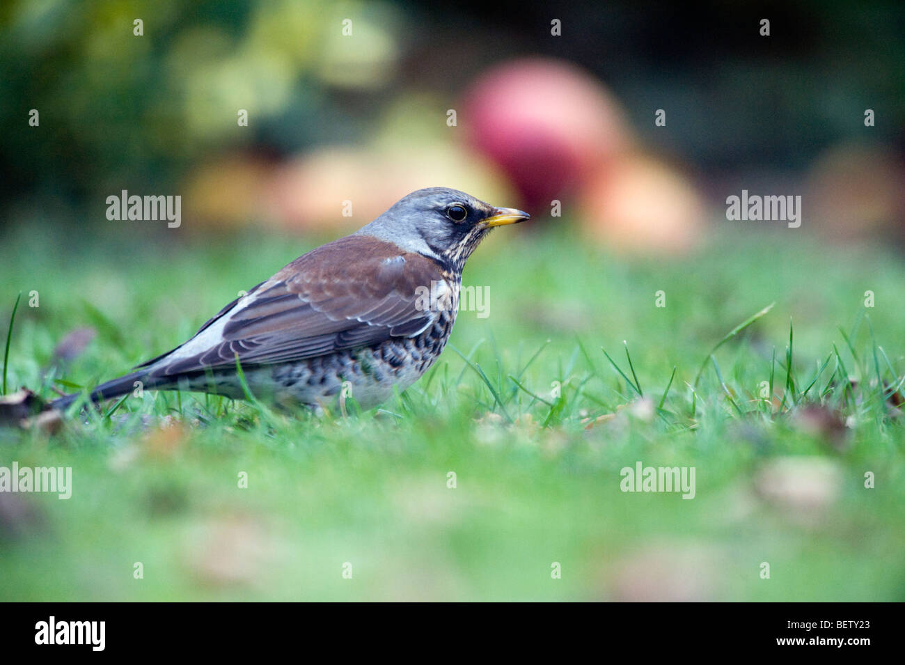 Uk bird fieldfare hi-res stock photography and images - Alamy