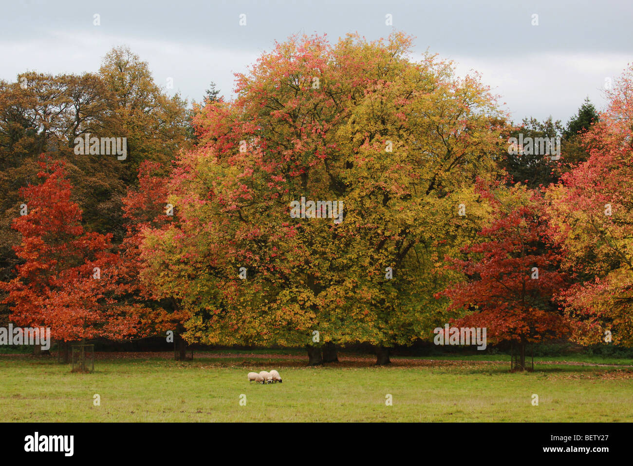 landscape of Woodland Autumn Trees at Chatsworth House Country Park in ...