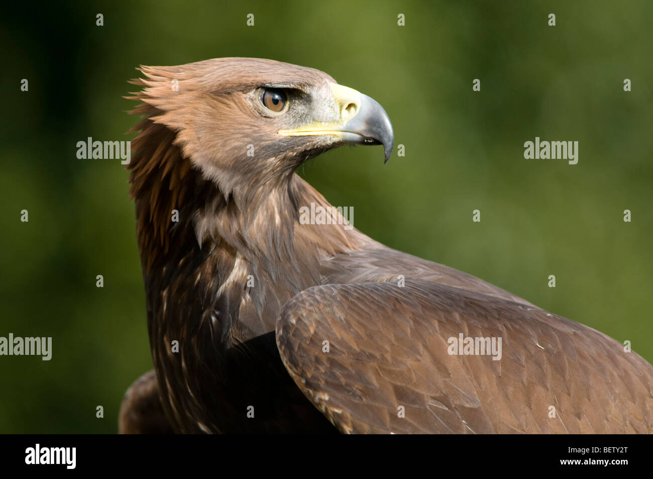Golden Eagle portrait Stock Photo - Alamy
