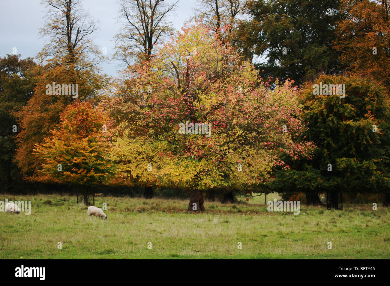 landscape of Woodland Autumn Trees at Chatsworth House Country Park in ...