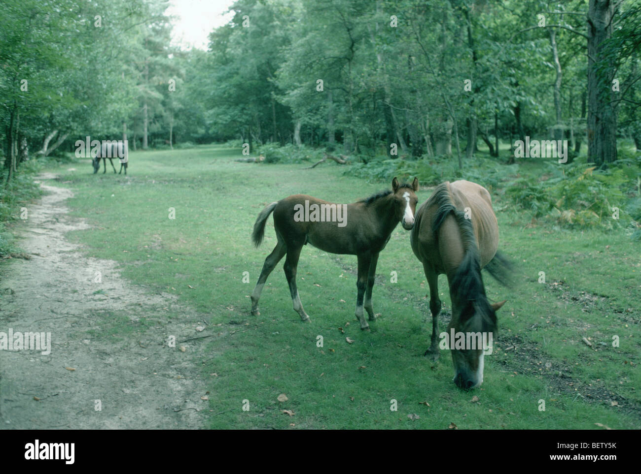 wild new forest ponies Stock Photo - Alamy