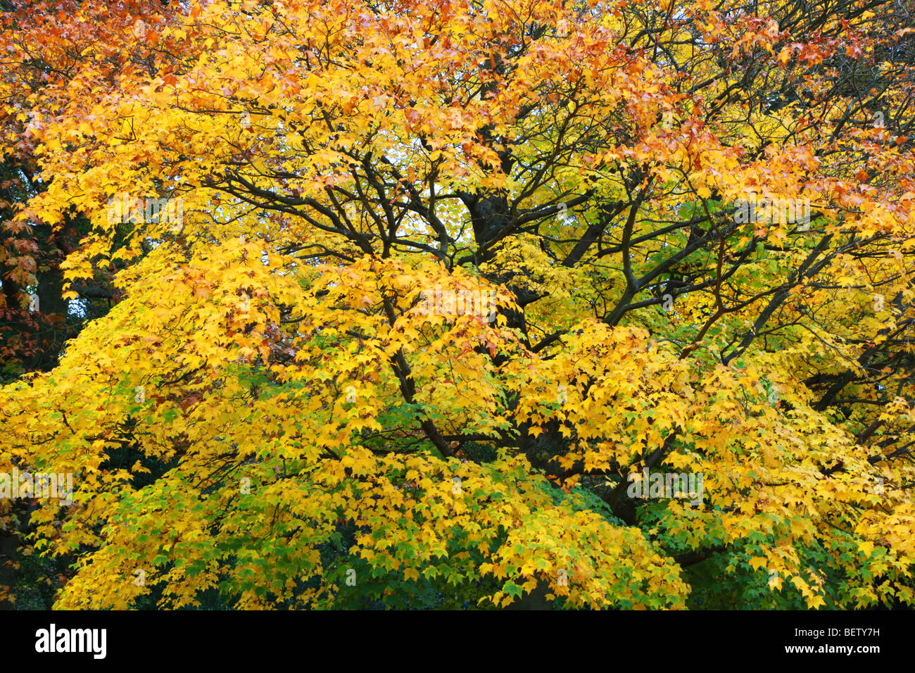 landscape of Woodland Autumn Trees at Chatsworth House Country Park in ...