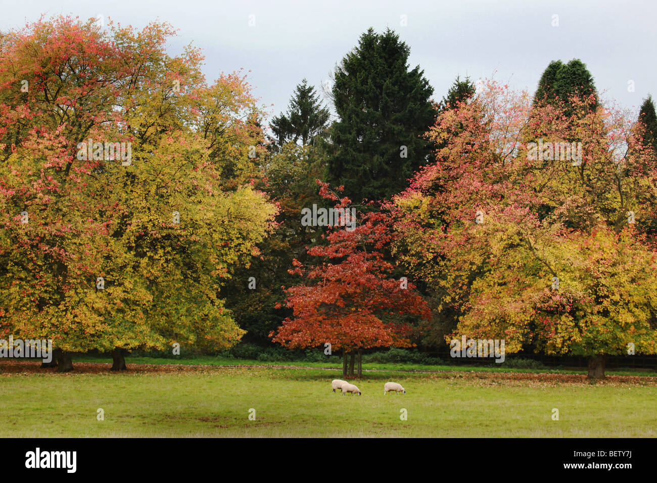 landscape of Woodland Autumn Trees at Chatsworth House Country Park in ...