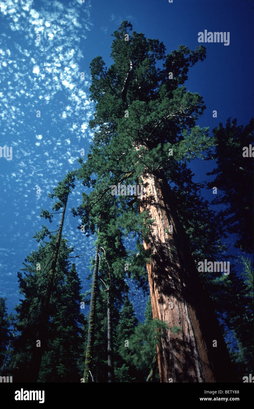 Californian redwood tree hi-res stock photography and images - Alamy