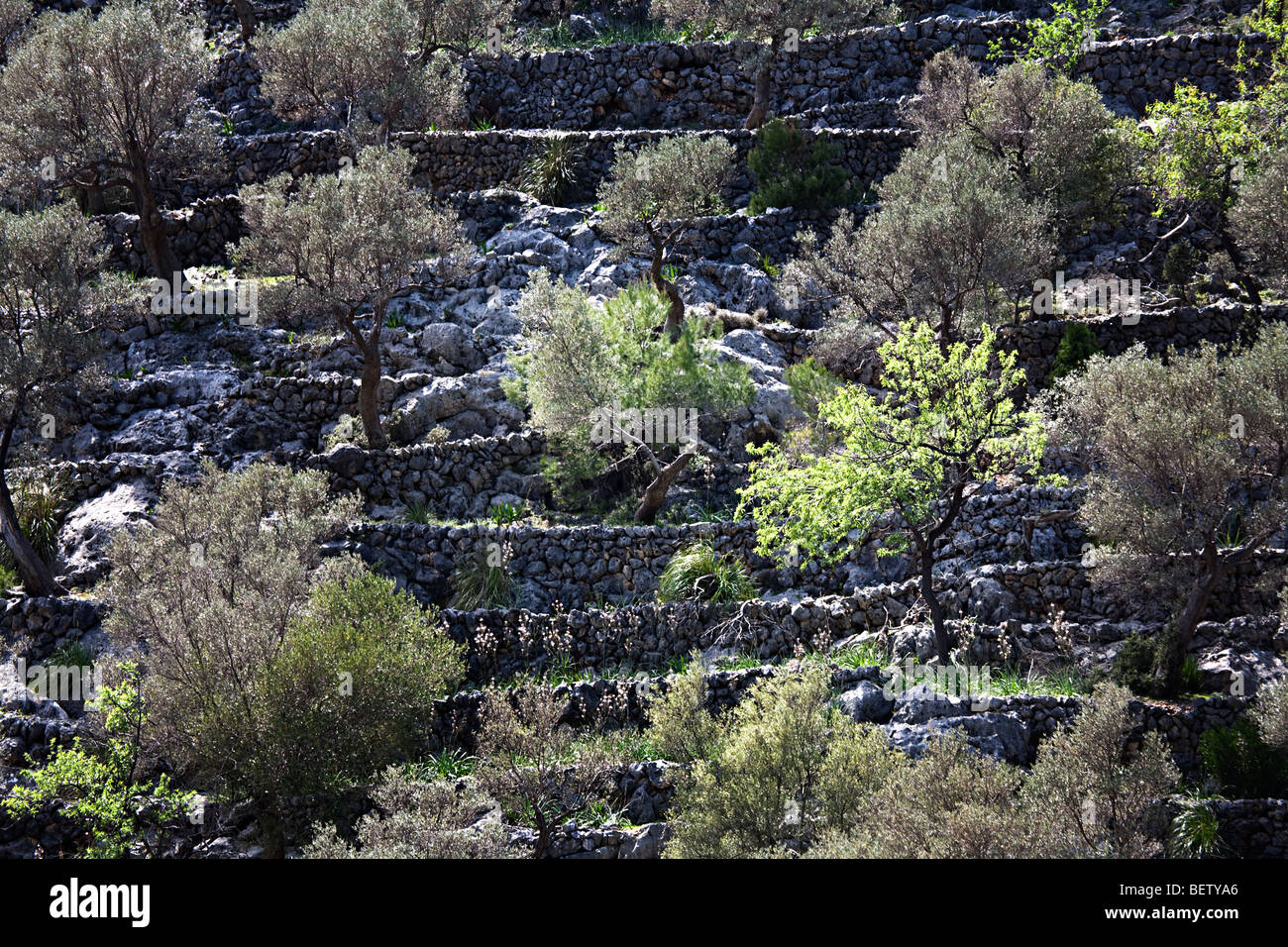 Terraces olive trees hi-res stock photography and images - Alamy
