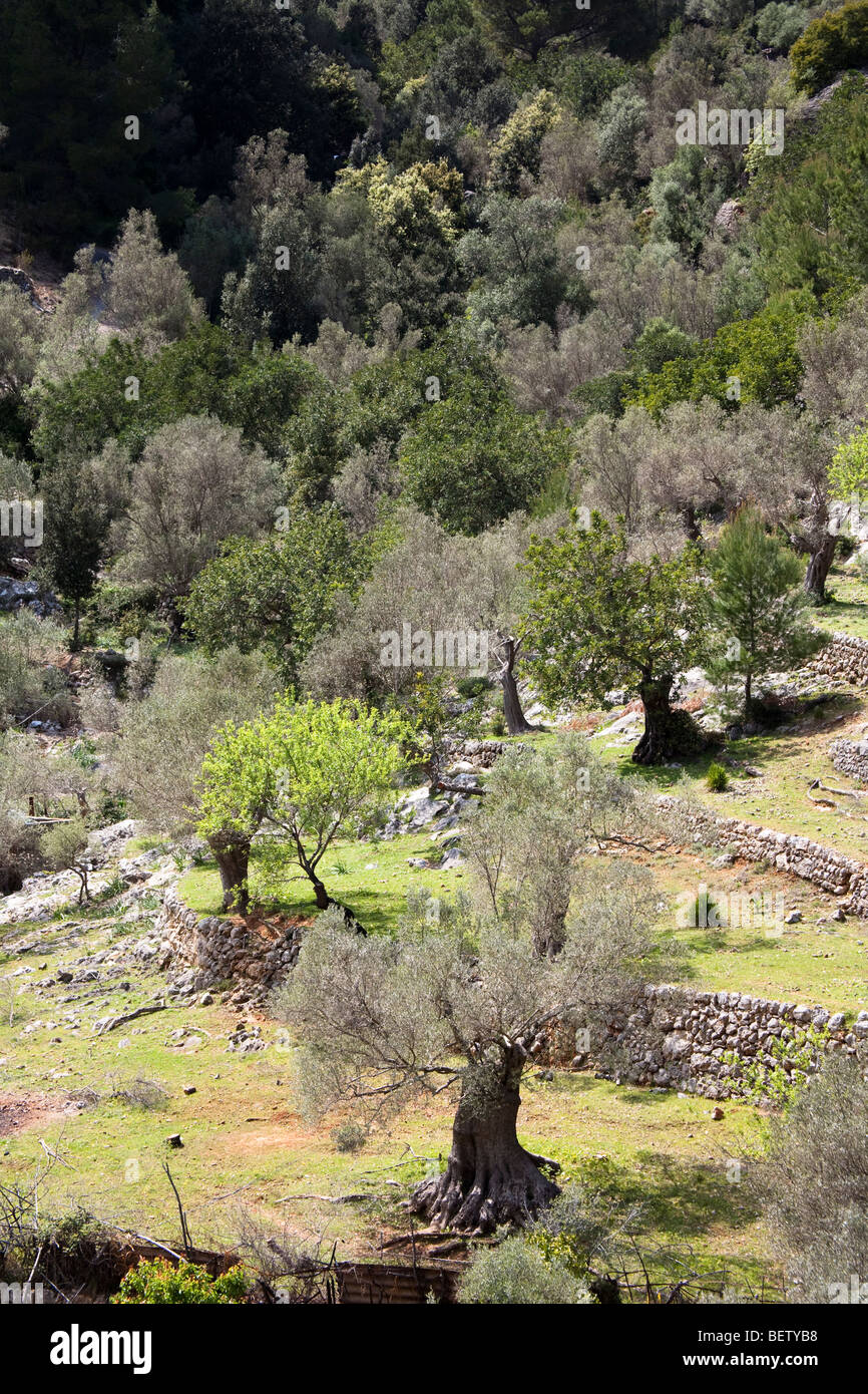Terraces olive trees hi-res stock photography and images - Alamy