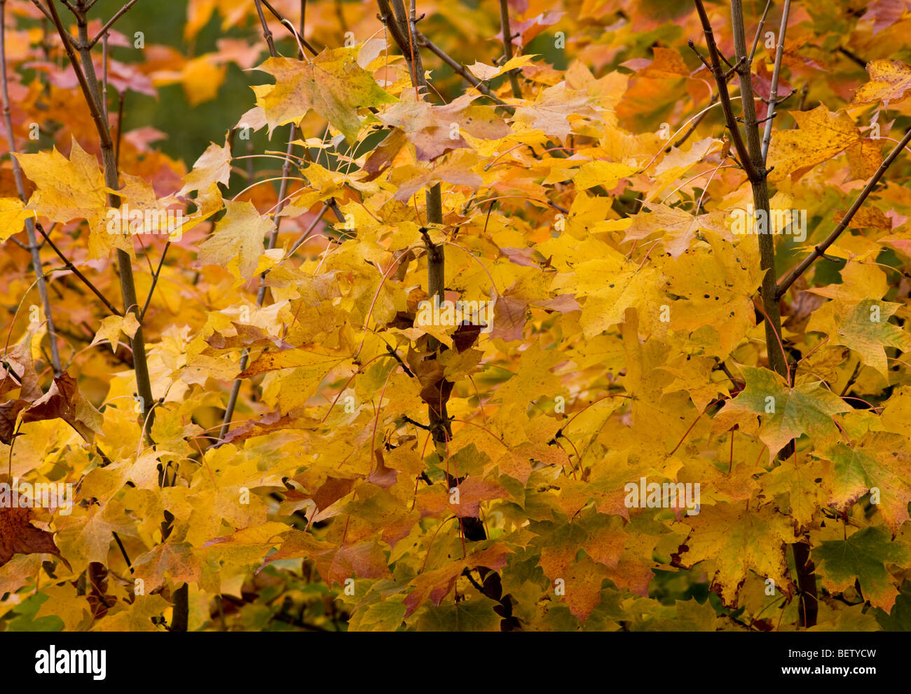 Yellow Maple Leaves Stock Photo - Alamy
