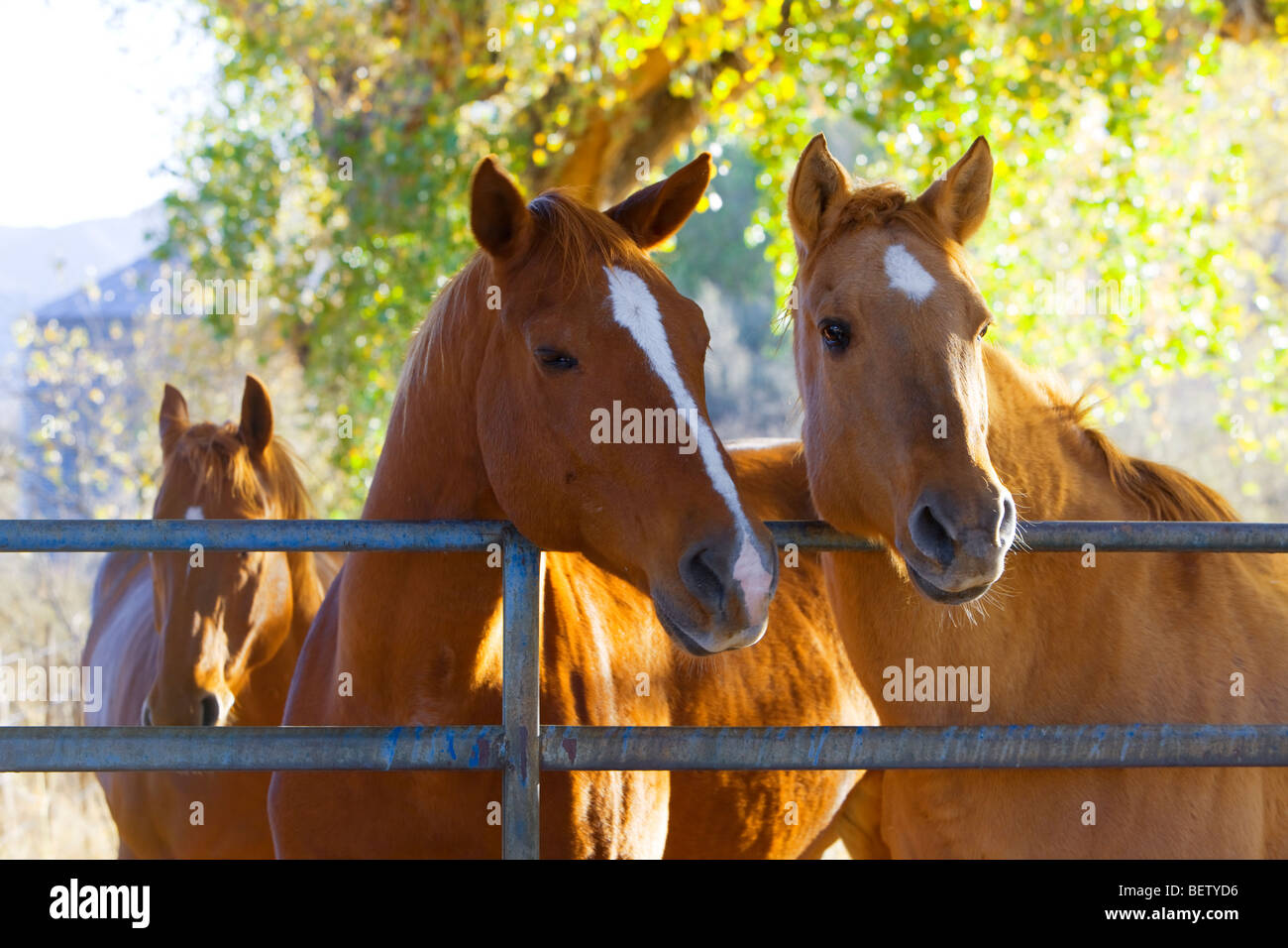 Three horses looking over a fence Stock Photo - Alamy