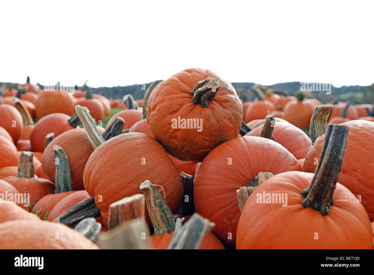 Large green pumpkin fruit hi-res stock photography and images - Alamy
