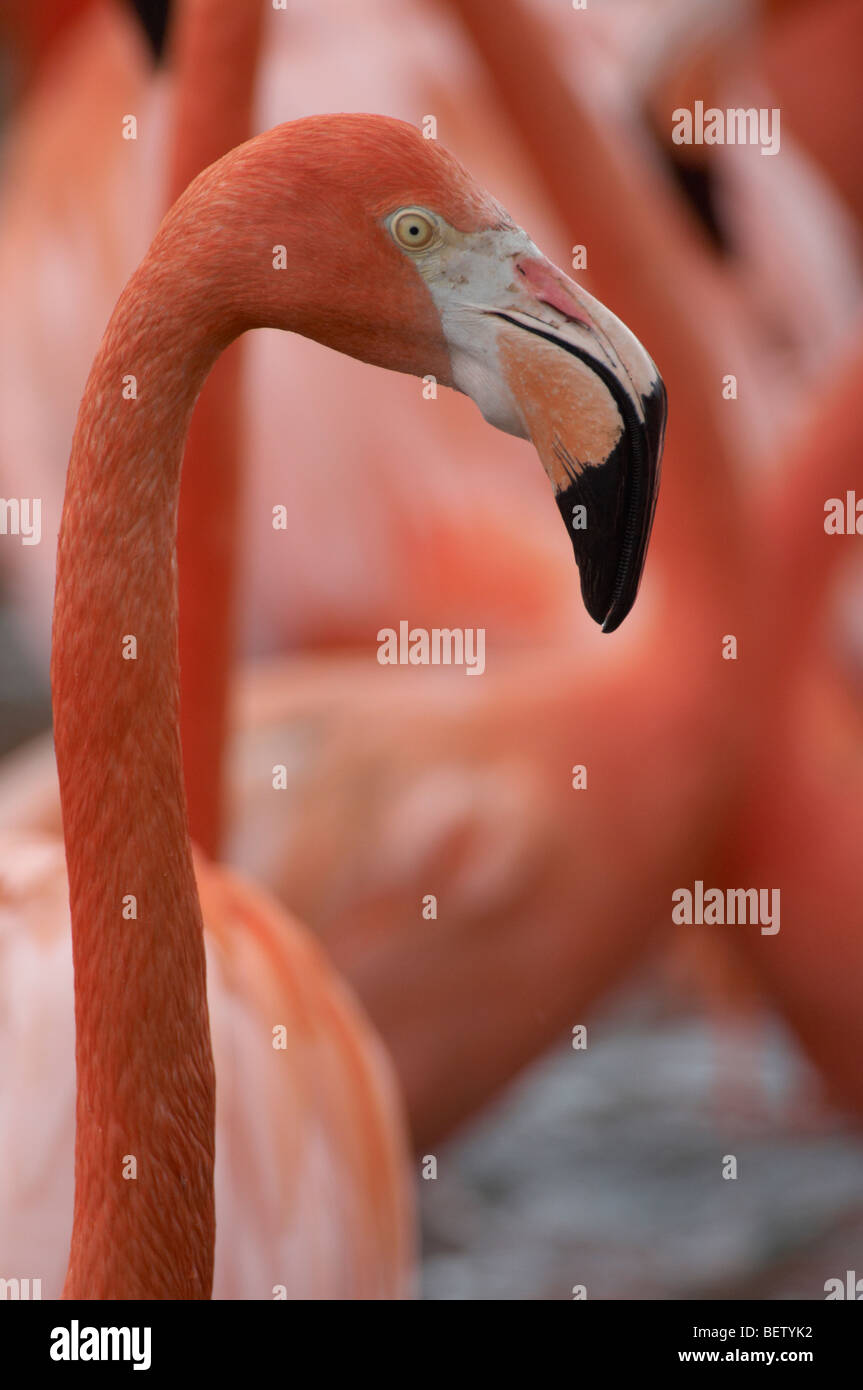 Flamingo beak hi-res stock photography and images - Alamy