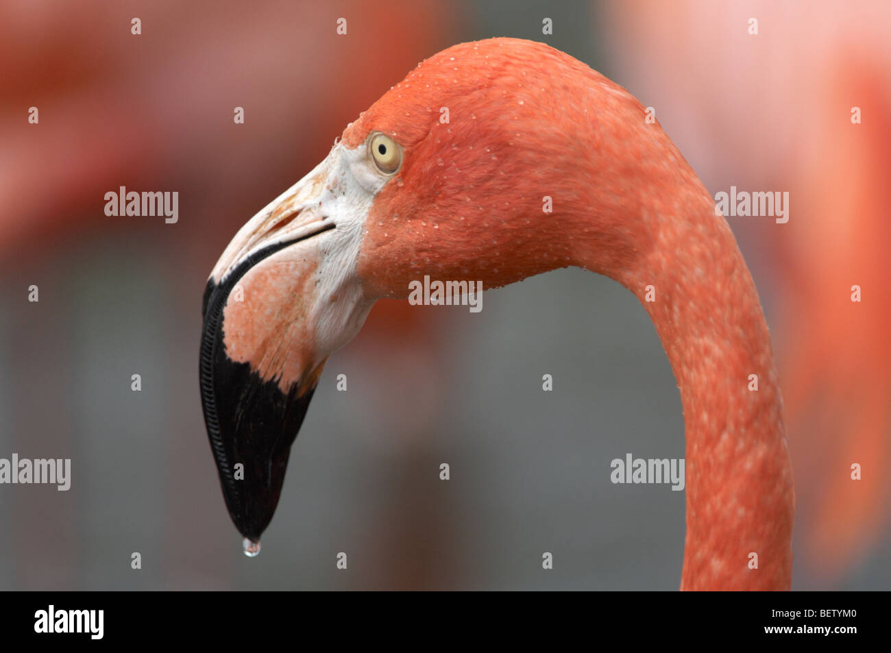 Flamingo beak hi-res stock photography and images - Alamy