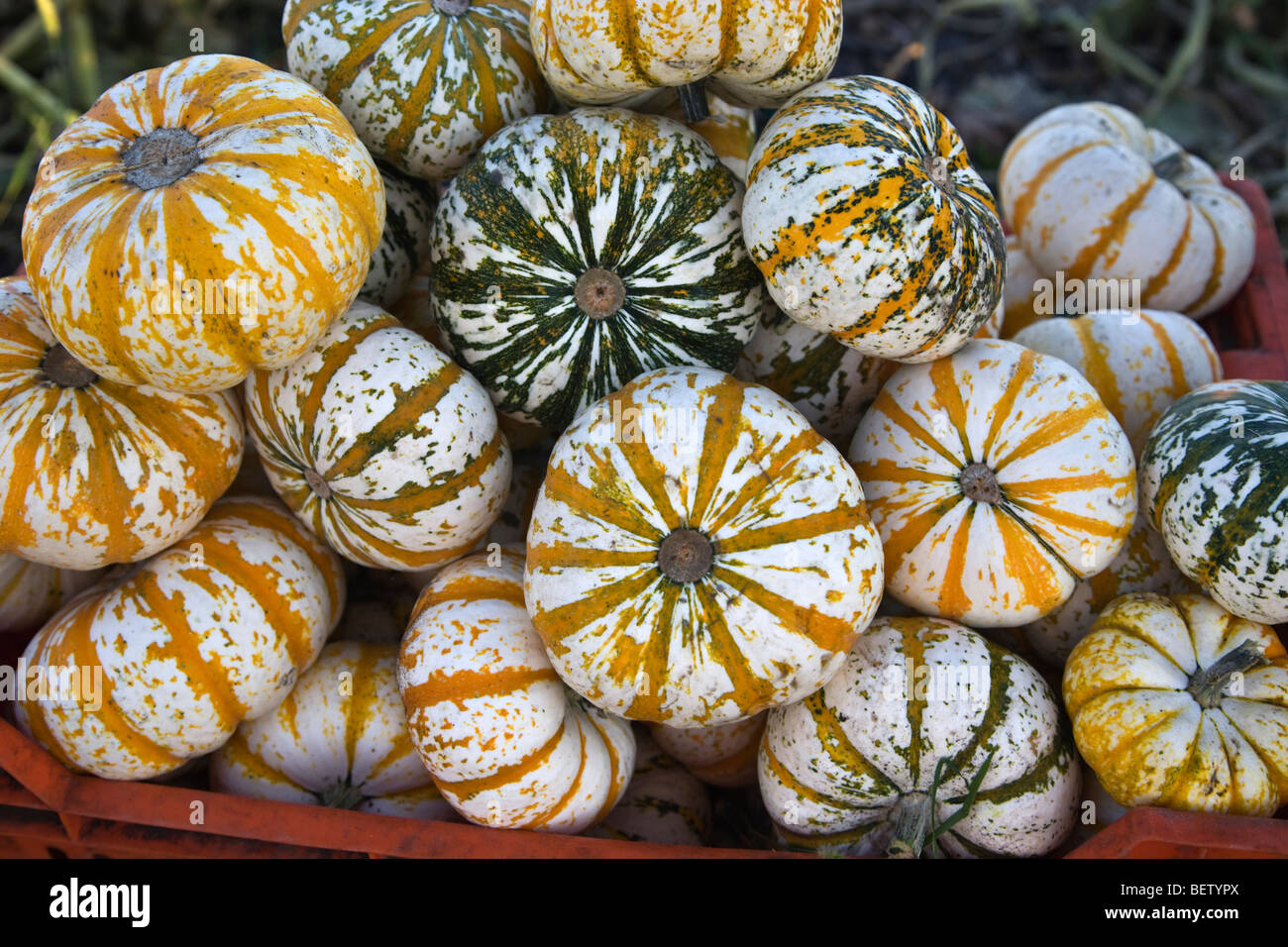 Tiger Stripe Pumpkin - Asesores