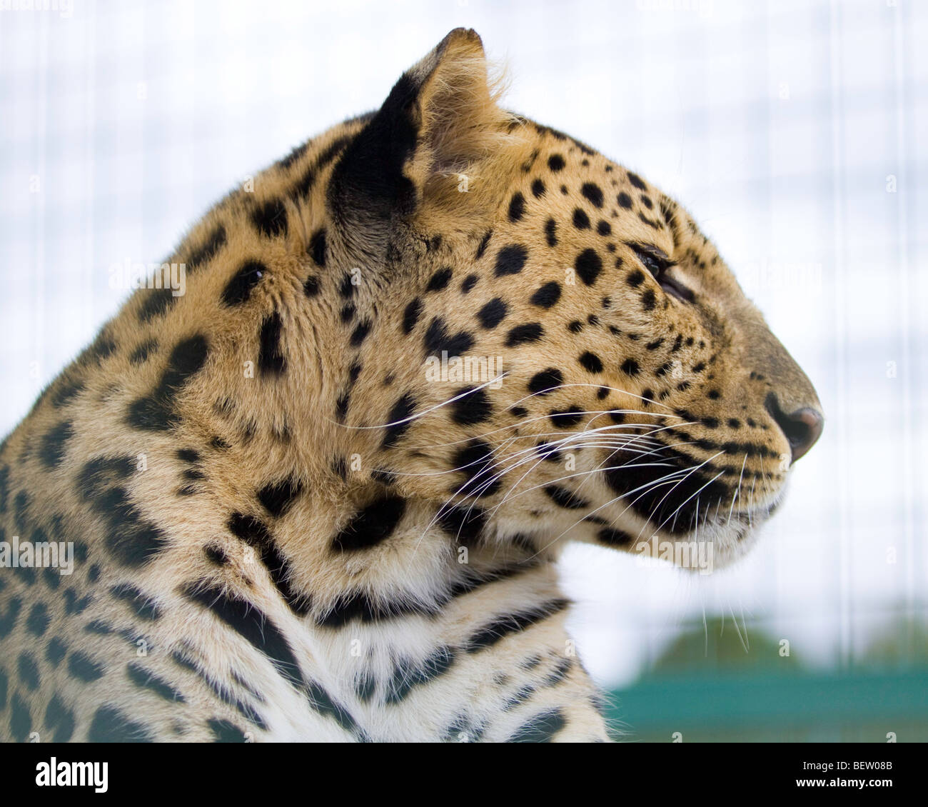 Amur leopard hi-res stock photography and images - Alamy